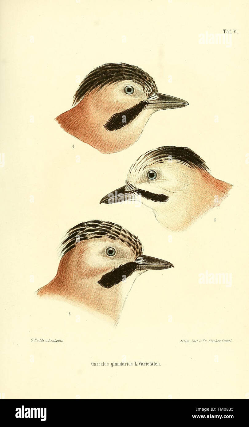 This plate from 'Ornis Caucasica' illustrates the diverse bird species ...