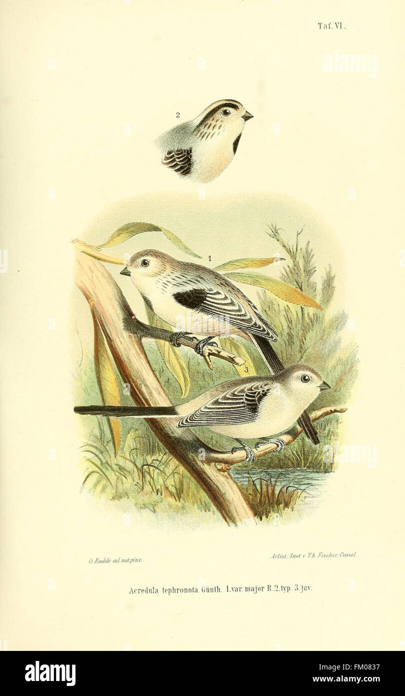 *Ornis Caucasica* provides detailed illustrations of bird species from ...