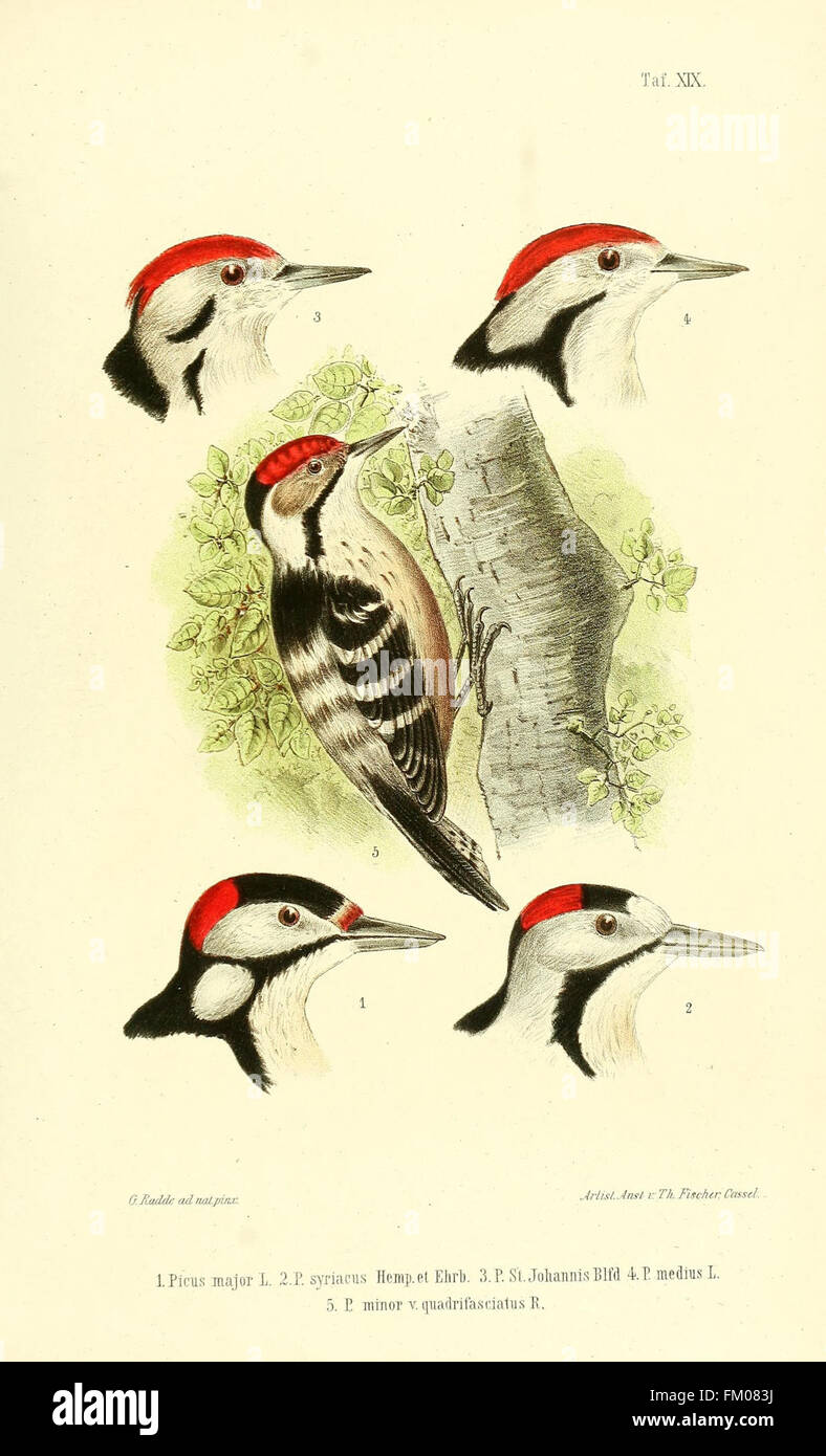 Ornis Caucasica provides detailed illustrations of the bird species of ...