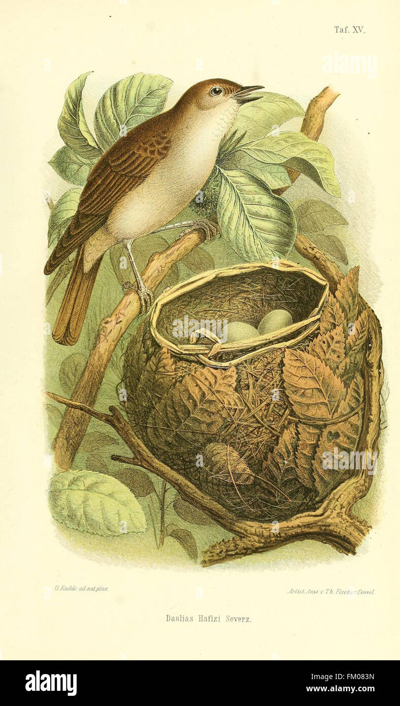 Plate XV from 'Ornis Caucasica' illustrates the diverse bird species of ...