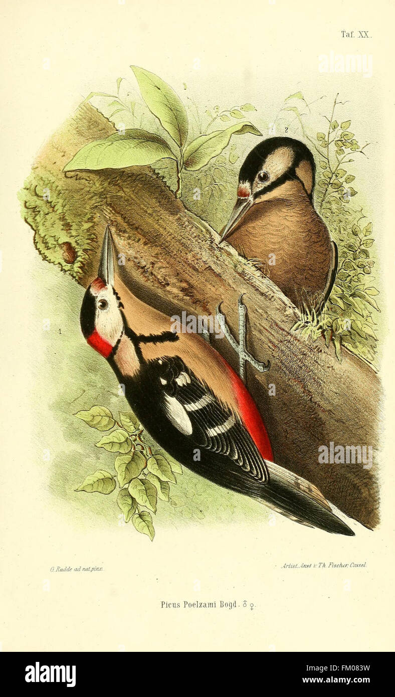 Taf. XX from *Ornis Caucasica* presents a detailed illustration of bird ...