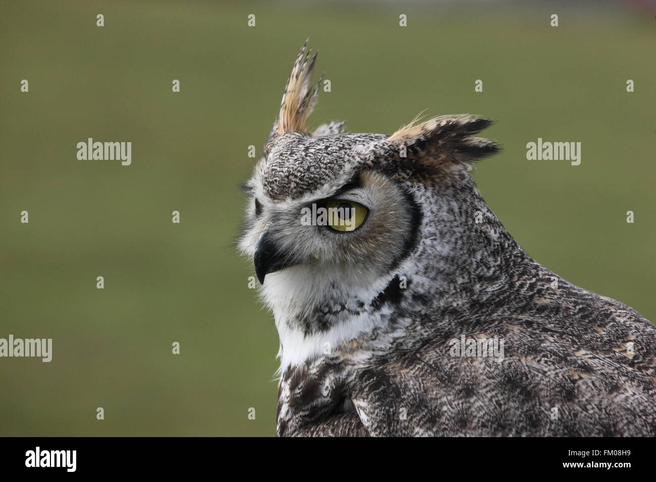 Owl head back hi-res stock photography and images - Alamy