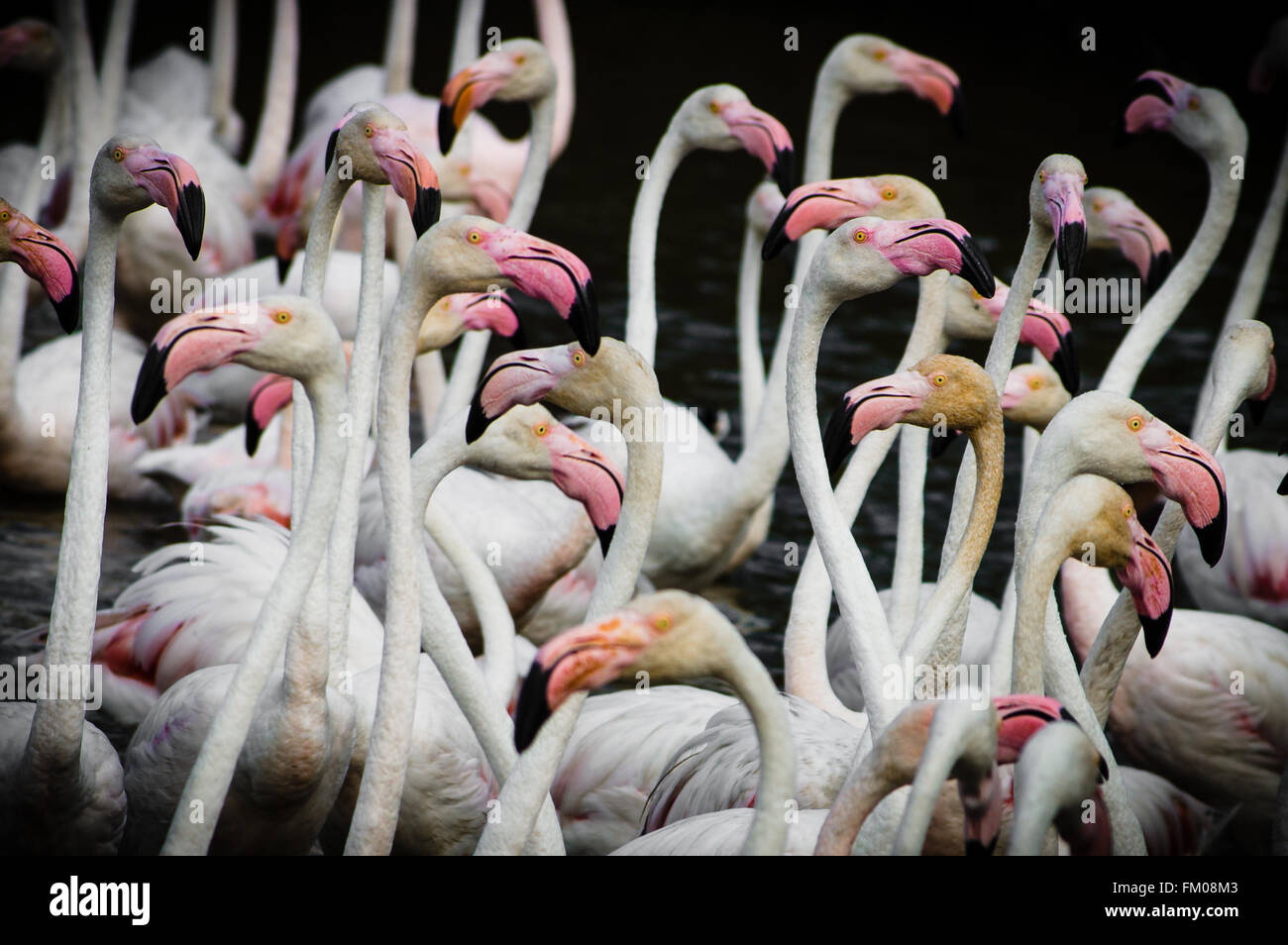 Pink big bird Greater Flamingo (Phoenicopterus ruber) in the water ...