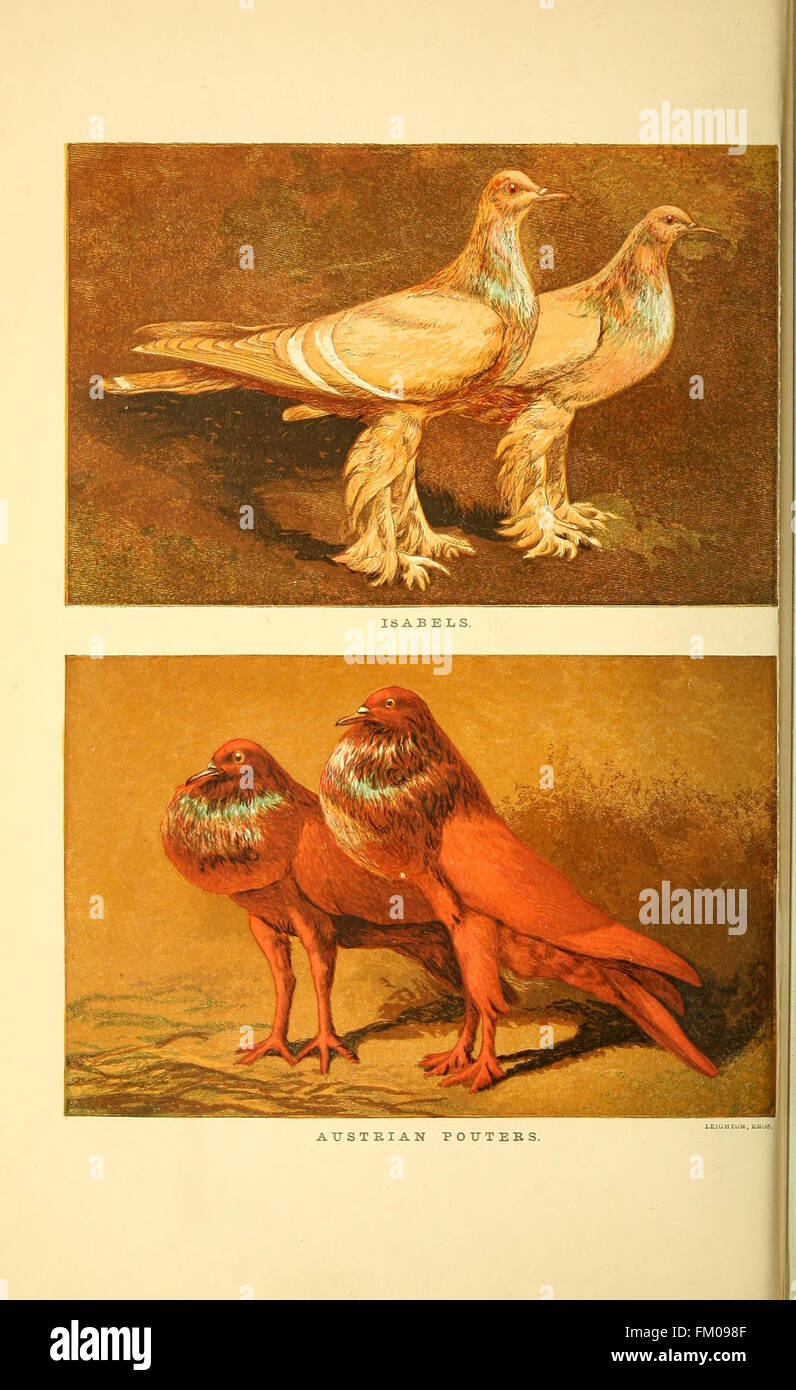 Plate II presents various breeds of pigeons, showcasing their diversity ...