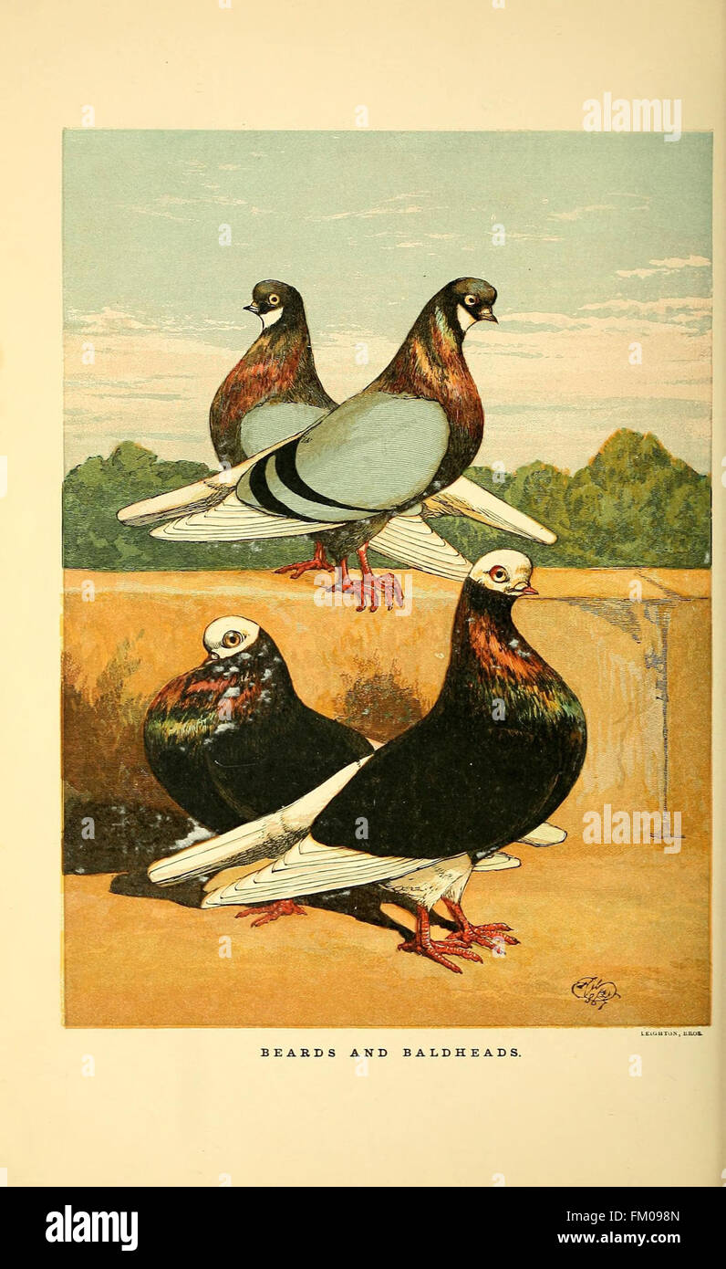 Pigeons (Plate VI Stock Photo - Alamy
