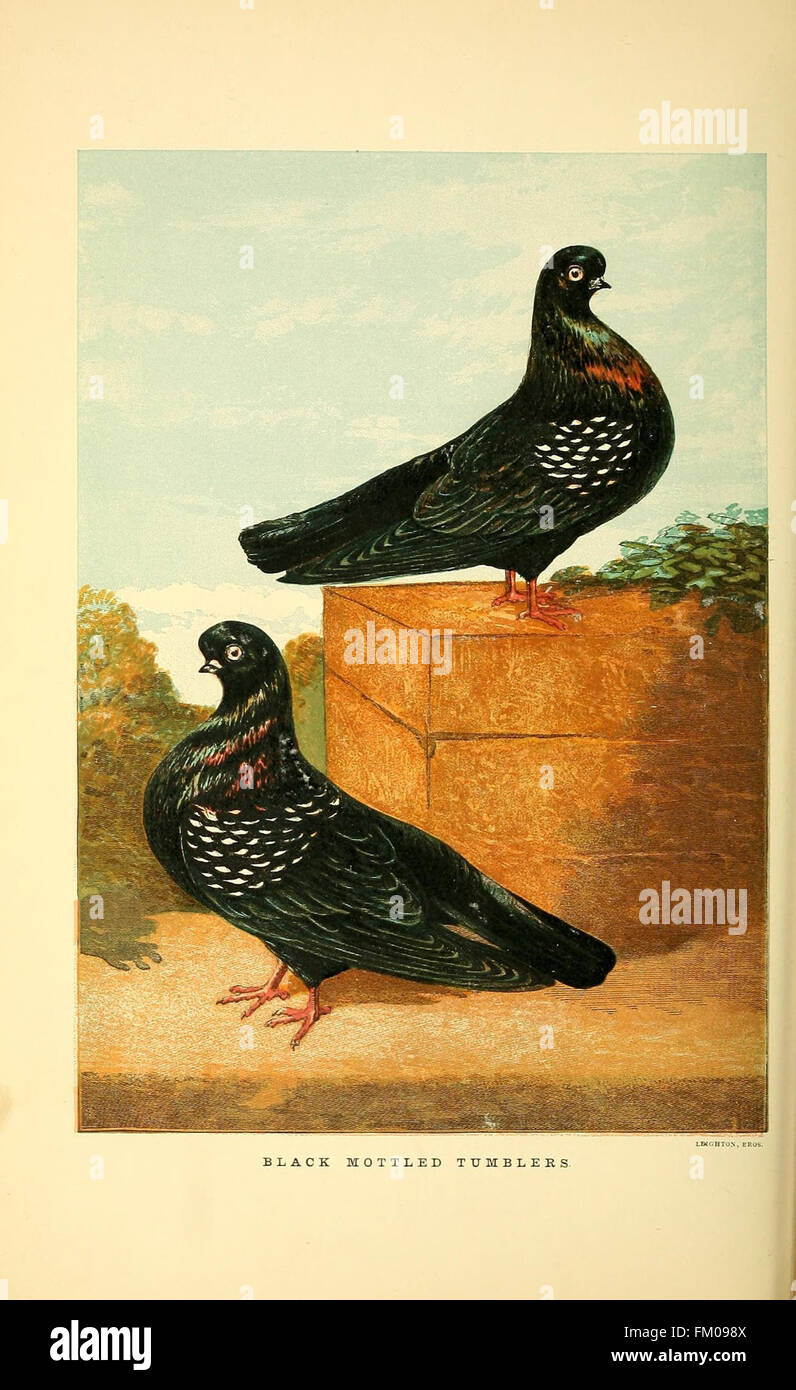 *Pigeons* (Plate VII) features detailed illustrations of various pigeon ...