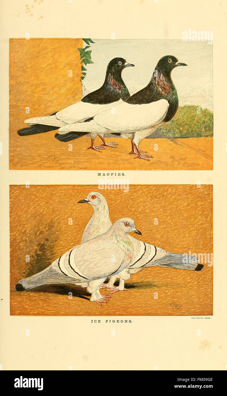 Plate XV depicts various pigeon breeds, focusing on the detailed ...