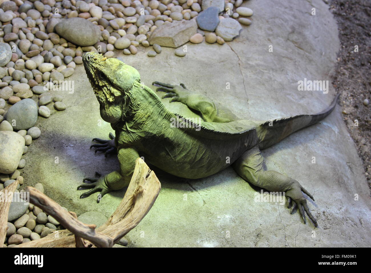 Iguana iguana tail feet hi-res stock photography and images - Alamy