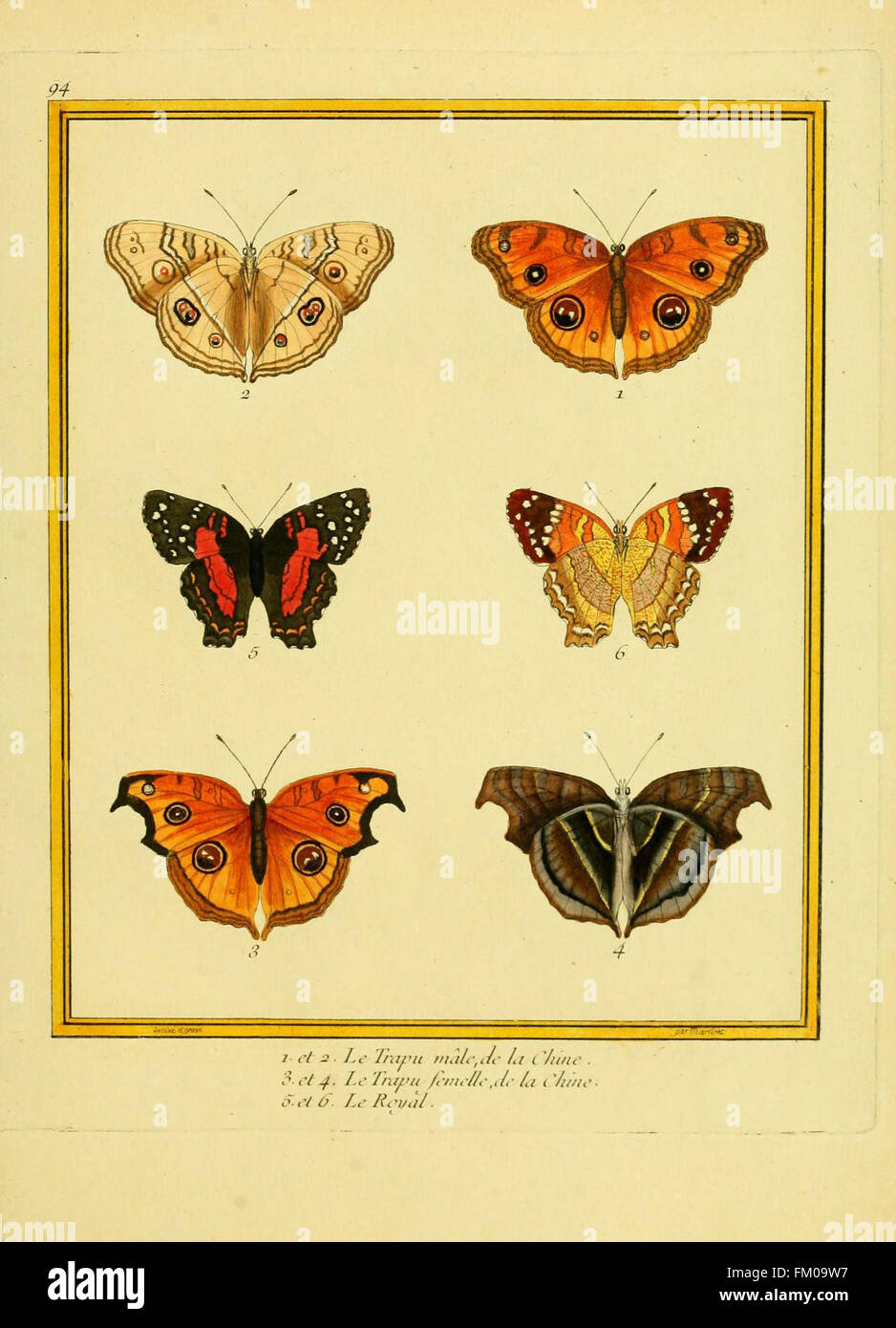 An illustration from a natural history collection, showcasing various ...