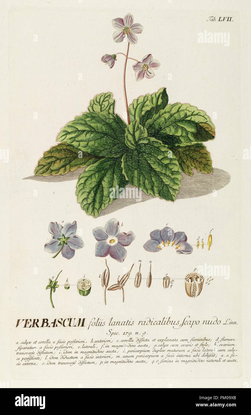 This plate from *Plantae selectae* features plants cultivated in London ...