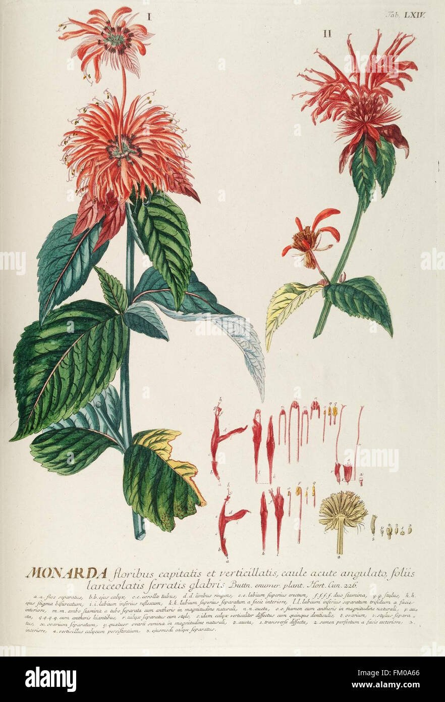 This 1750 engraving from 'Plantae selectae' showcases select plants ...