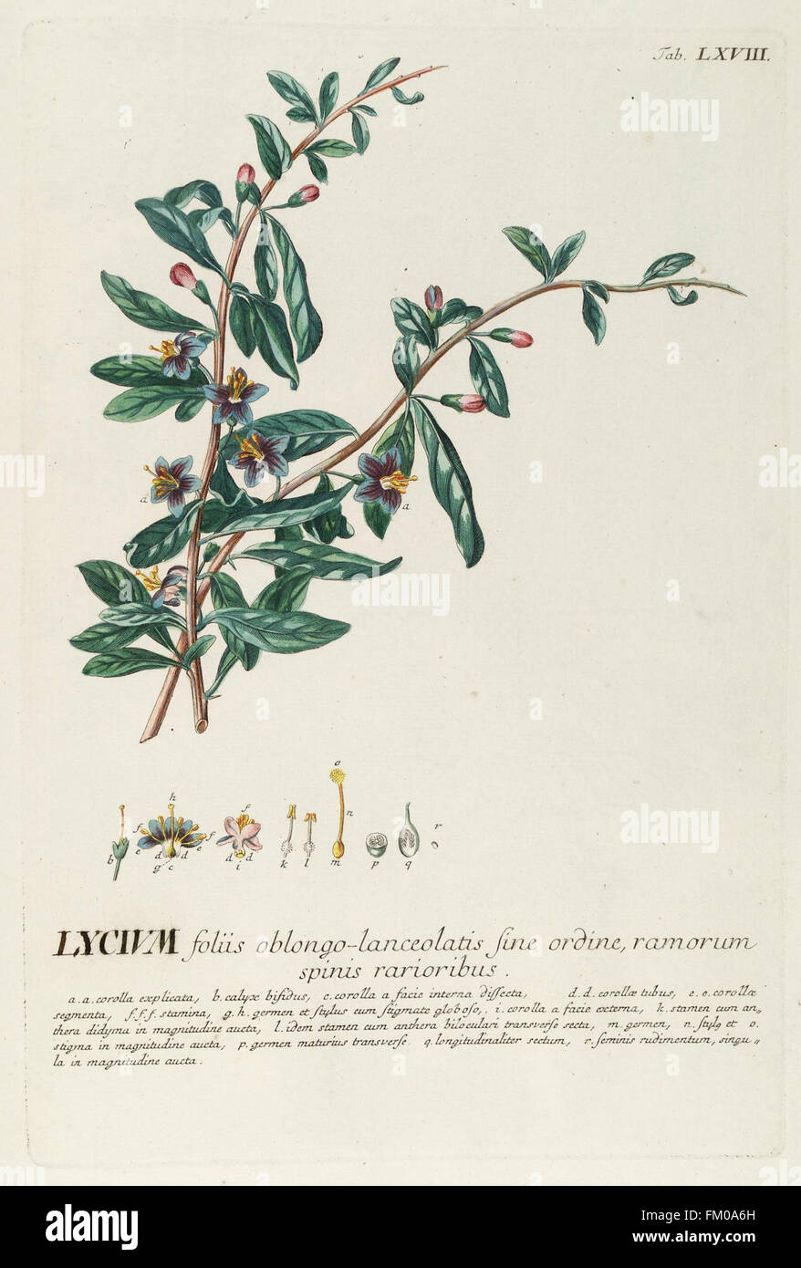 Tab. LXVIII from 'Plantae selectae quarum imagines ad exemplaria ...