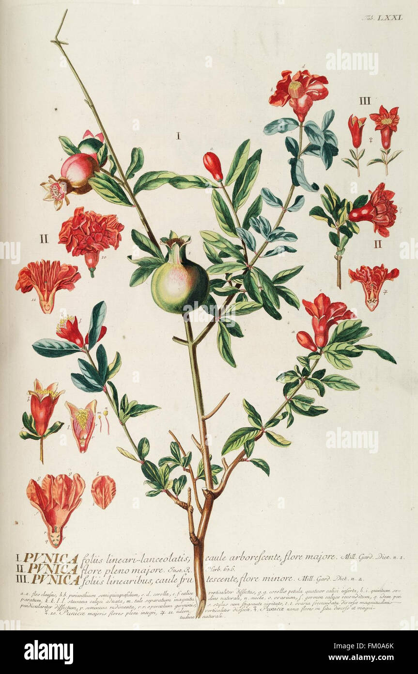 A 1750 botanical illustration from 'Plantae selectae', depicting plants ...