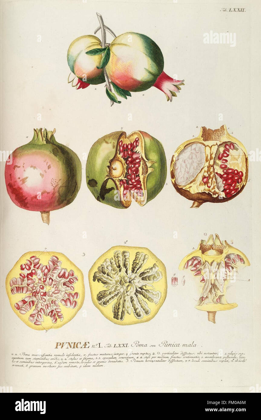 Another illustration from 'Plantae selectae', featuring plants ...