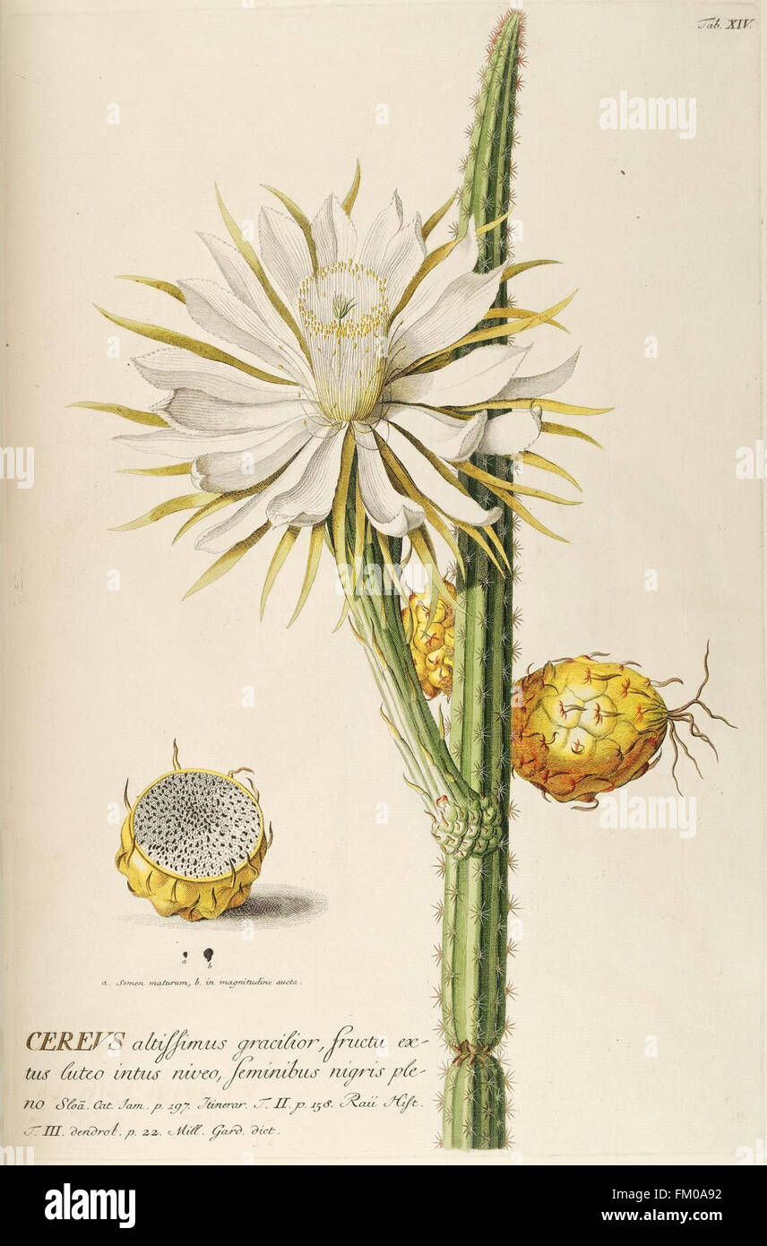 'Plantae selectae' from 1750 presents detailed illustrations of plants ...