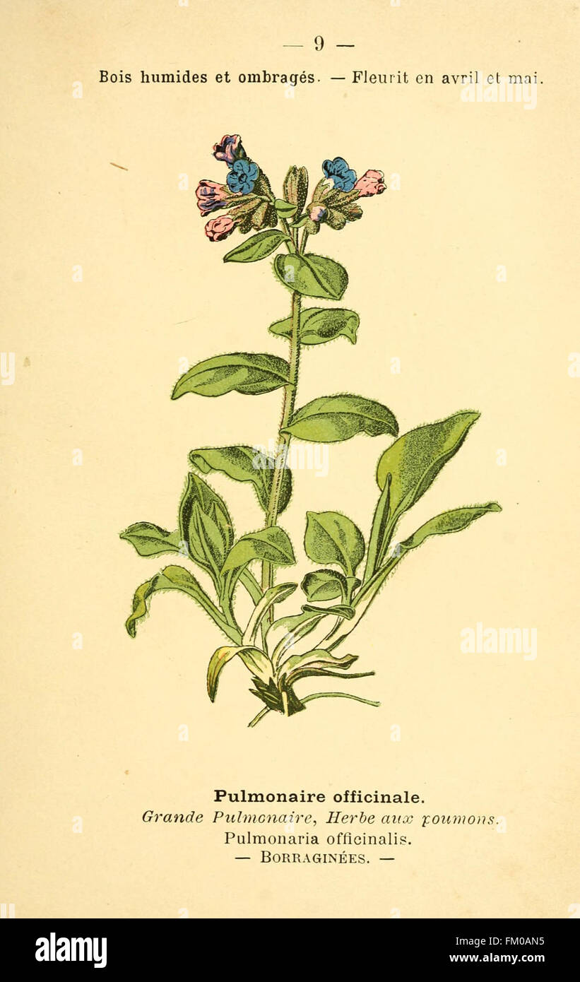 This pocket atlas features plant species from fields, meadows, and ...