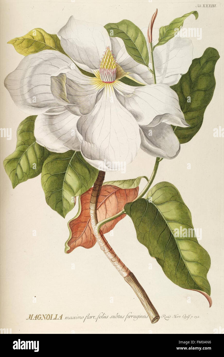 Tab. XXXIII from 'Plantae Selectae Quarum Imagines' showcases botanical ...