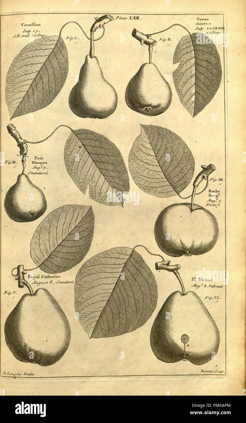 Plate LXII from 'Pomona, or The Fruit-Garden Illustrated' offers ...