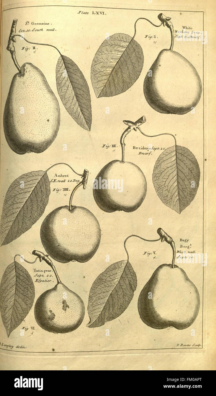 Plate LXVI from 'Pomona' illustrates fruit-growing practices in Great ...