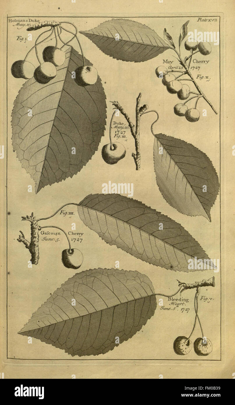 Plate XVII of 'Pomona, or, The Fruit-Garden Illustrated' showcases ...