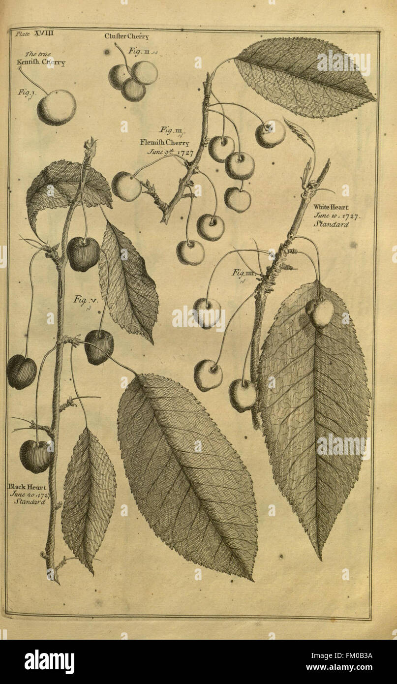 A historic work illustrating fruit gardens and fruit cultivation, with ...