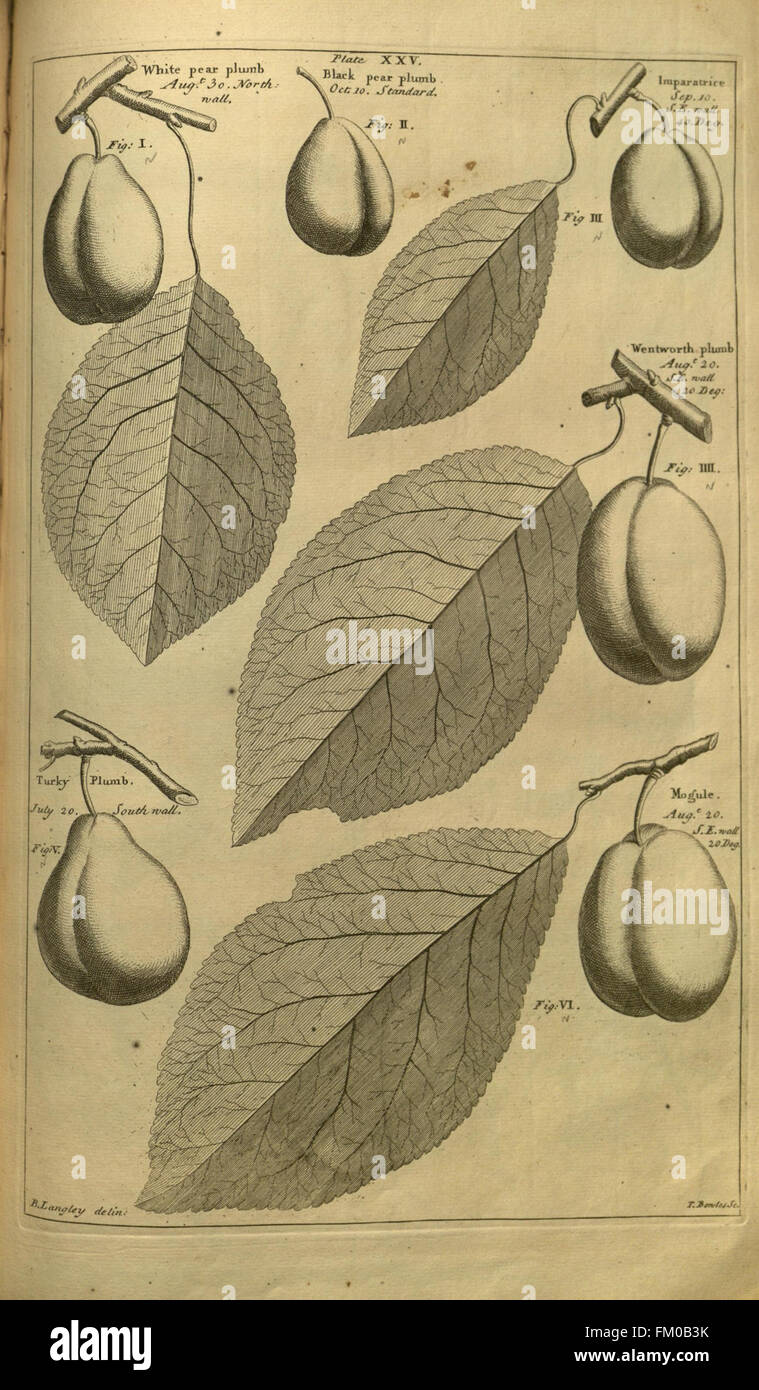 Pomona, or, The fruit-garden illustrated (Plate XXV Stock Photo - Alamy