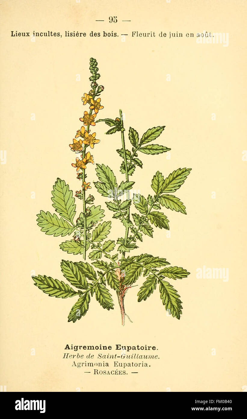 This pocket atlas showcases field, meadow, and woodland plants. It ...