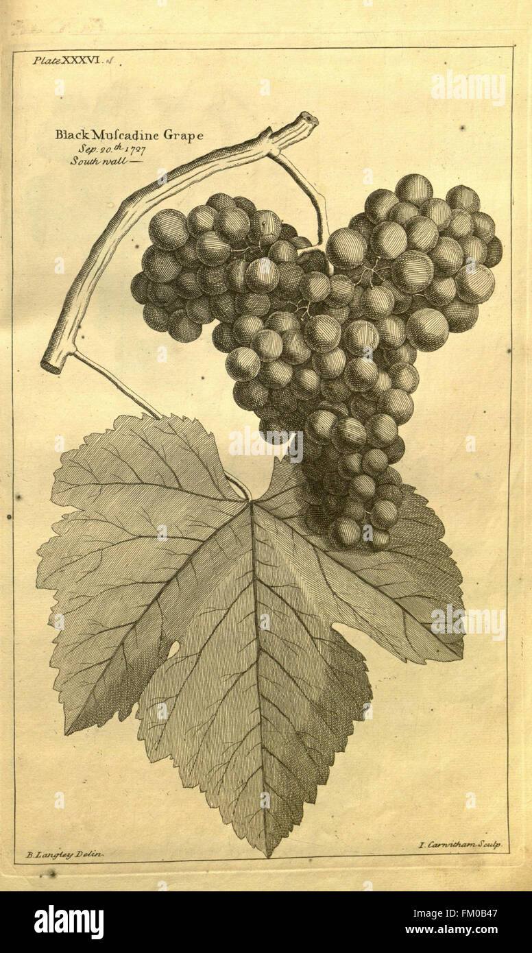 Plate XXXVI of 'Pomona' illustrates various fruit species and their ...