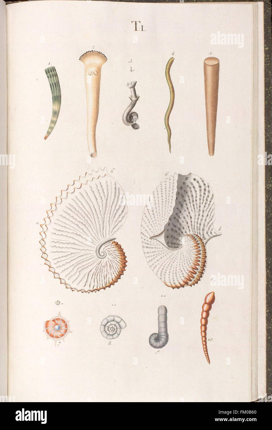 This early work provides an extensive catalog of mollusk species, with ...