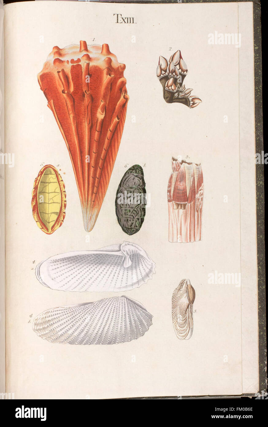 A historical work on mollusks, documenting their species and ...