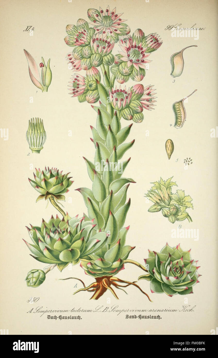 Prof. Dr. Thomé's Flora von Deutschland, Österreich und der Schweiz ...