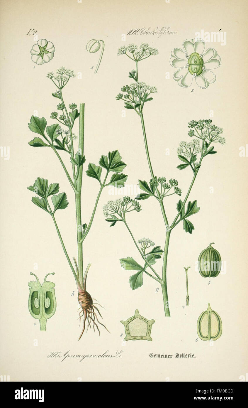 Thomé's Flora of Germany, Austria, and Switzerland presents ...