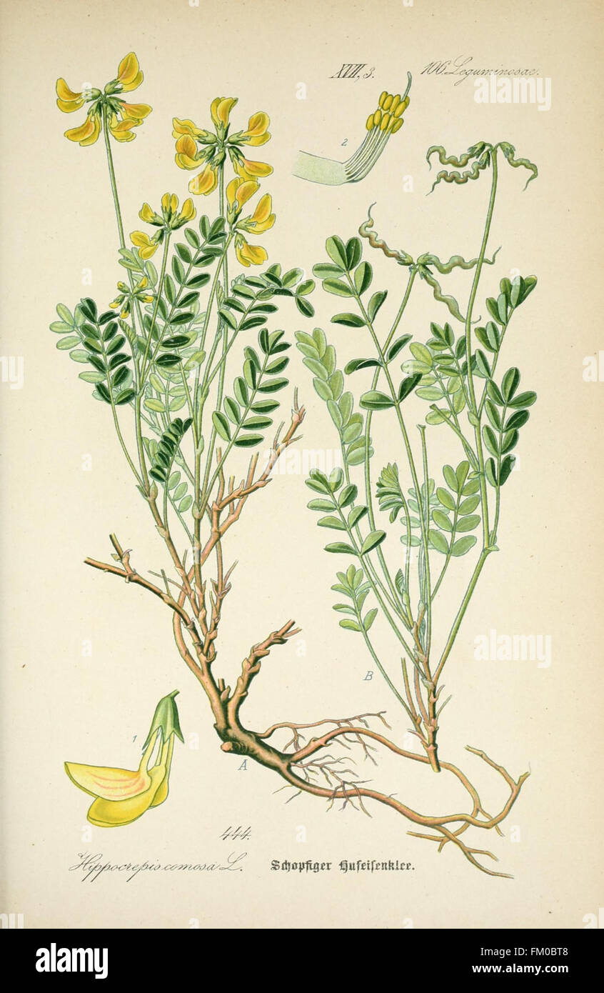 'Flora von Deutschland, Österreich und der Schweiz' by Prof. Dr. Thomé ...