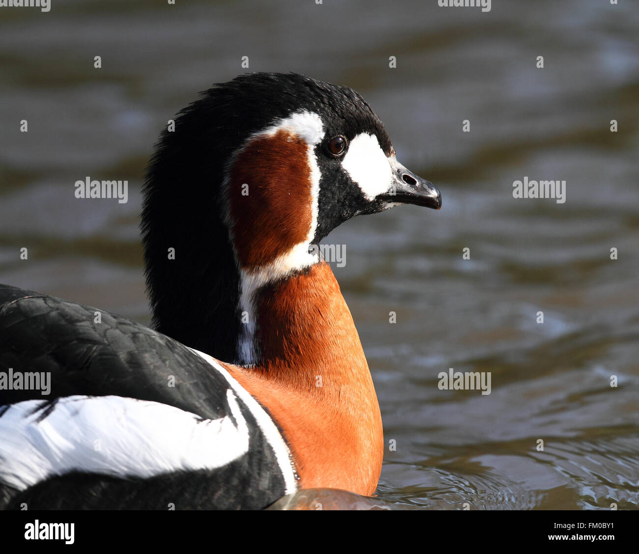 Male african pygmy goose hi-res stock photography and images - Alamy