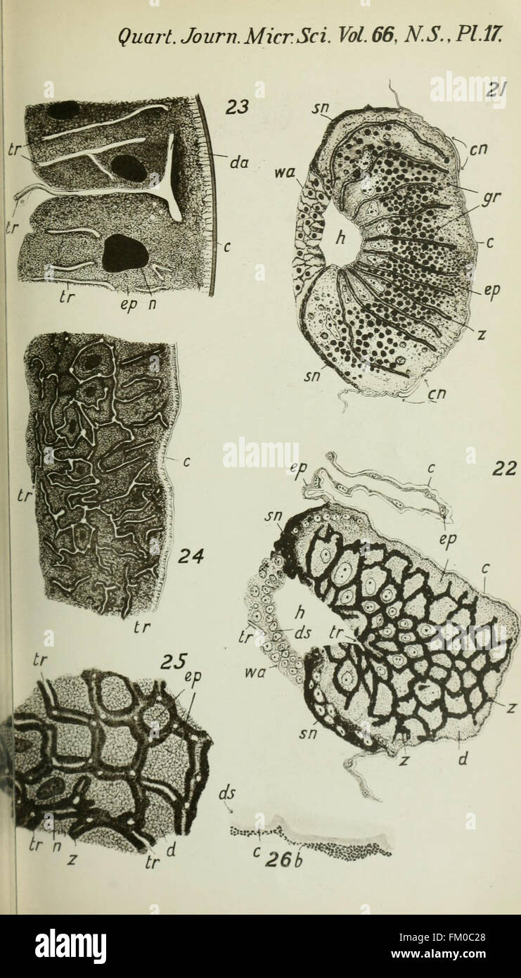 Various microscopic structures of hi-res stock photography and images ...