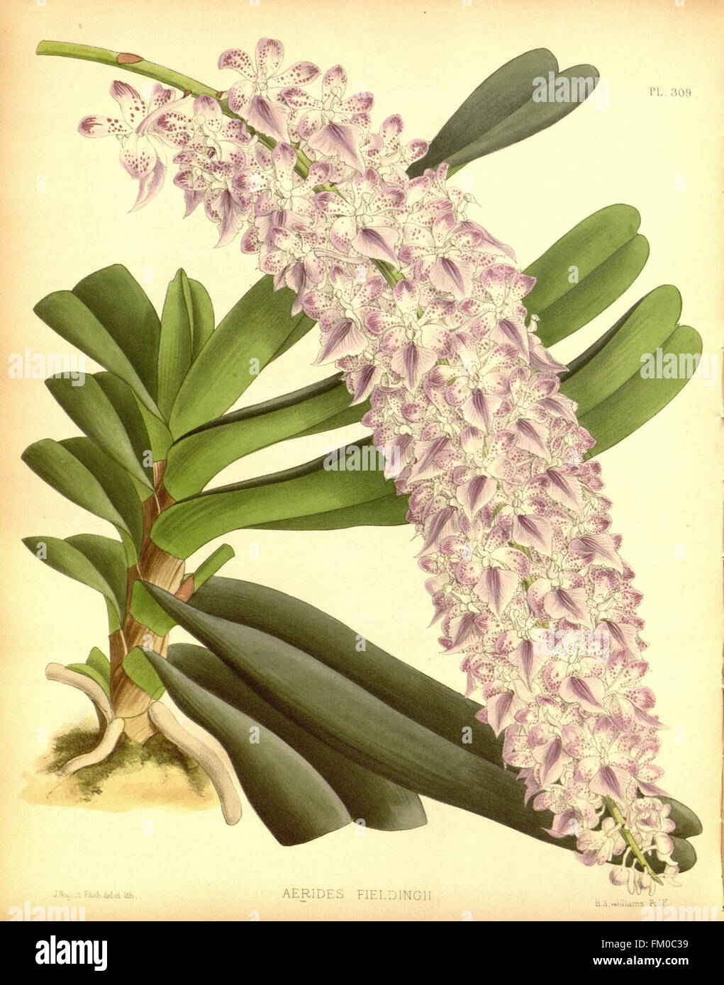 R. Warner & B.S. Williams - The Orchid Album - volume 07 - pla Stock ...