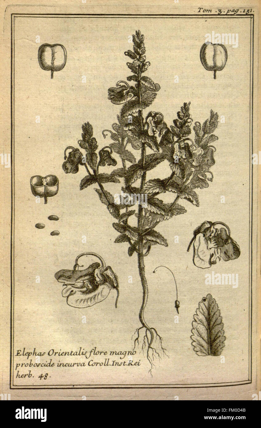 Relation d'un voyage du Levant (Plate 22 Stock Photo - Alamy