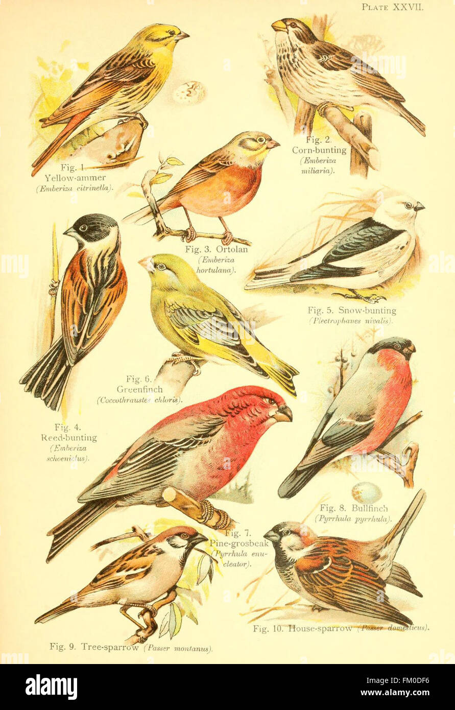Featuring various species of birds hi-res stock photography and images ...