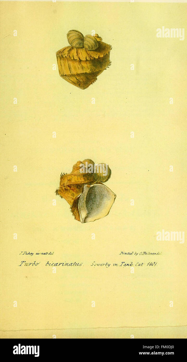 Tankerville earl of hi-res stock photography and images - Alamy