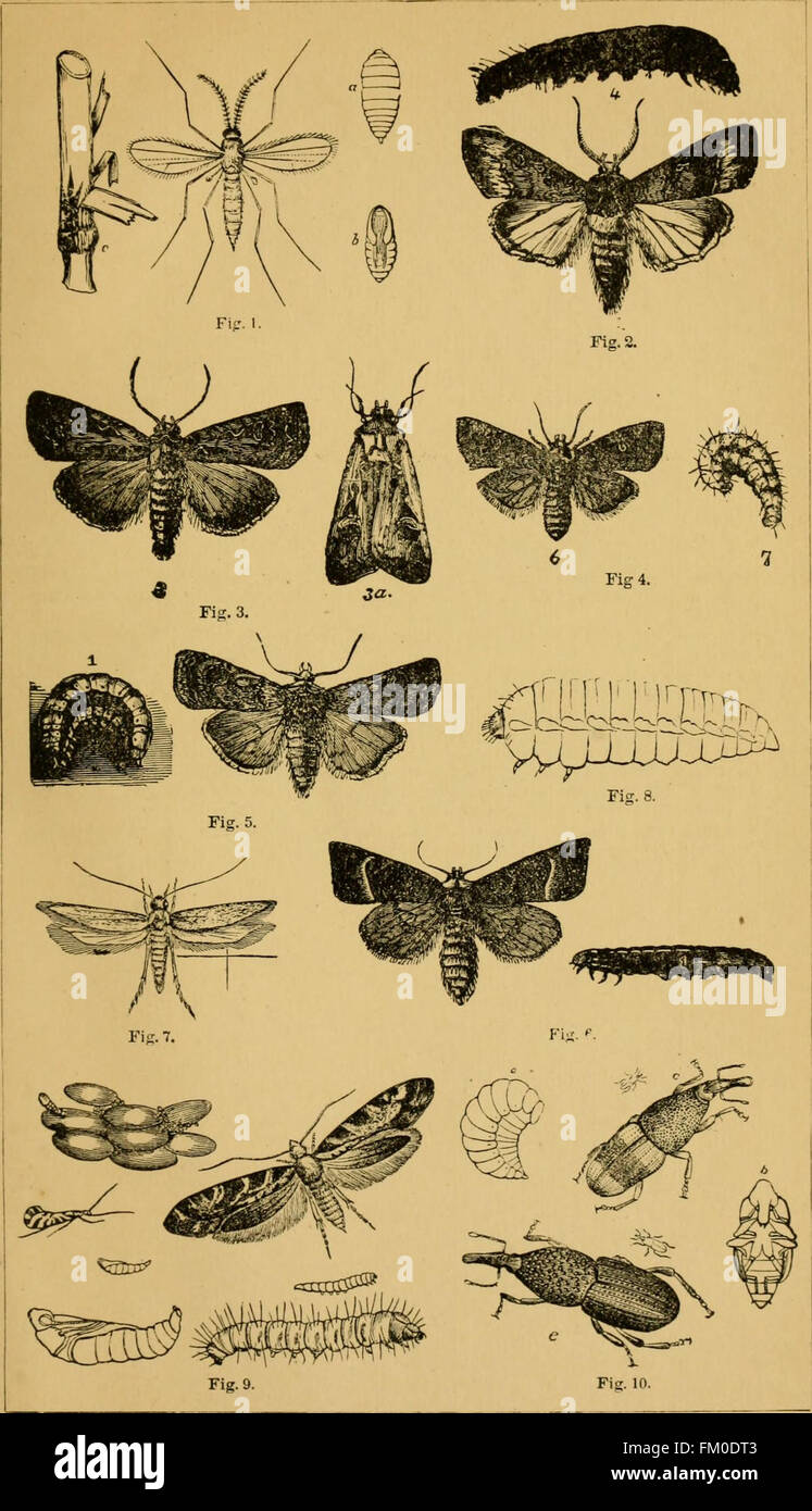 Rocky mountain locust map hi-res stock photography and images - Alamy