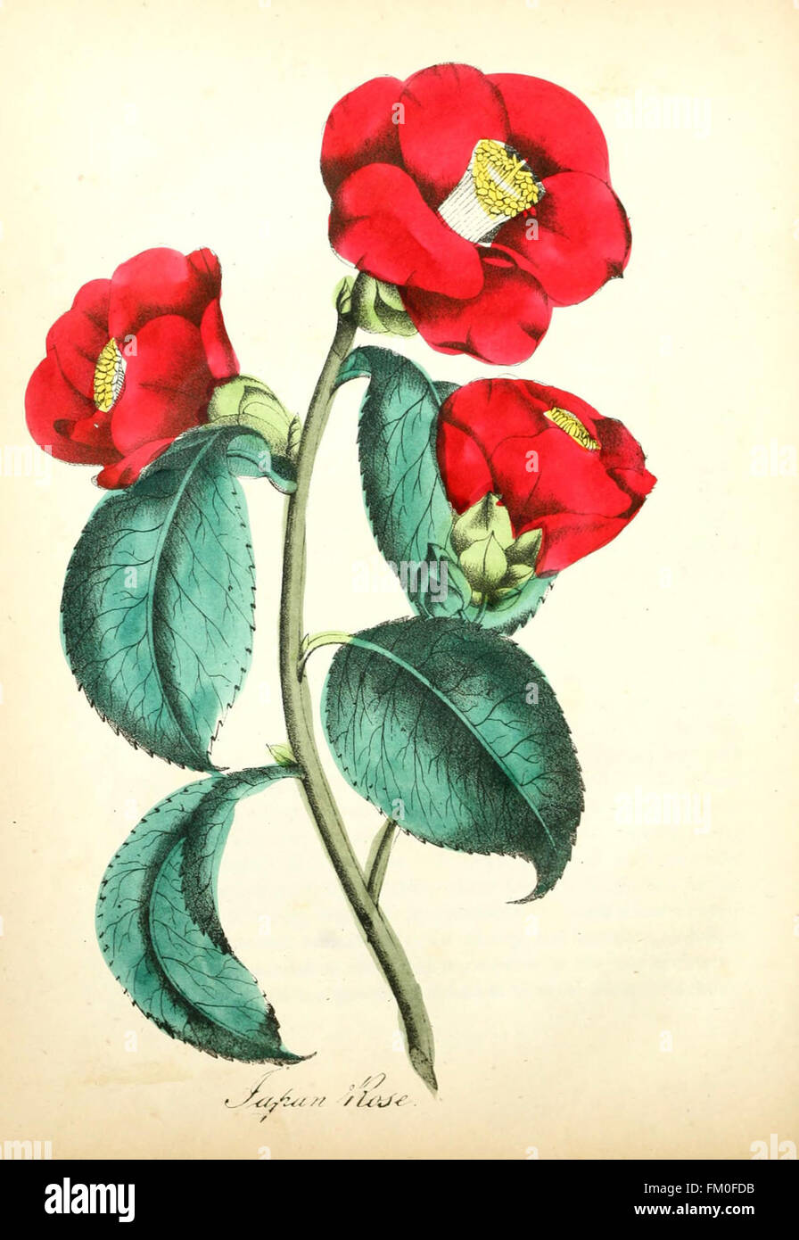 Plate 13 from *The American Flora* features medicinal plants and ...