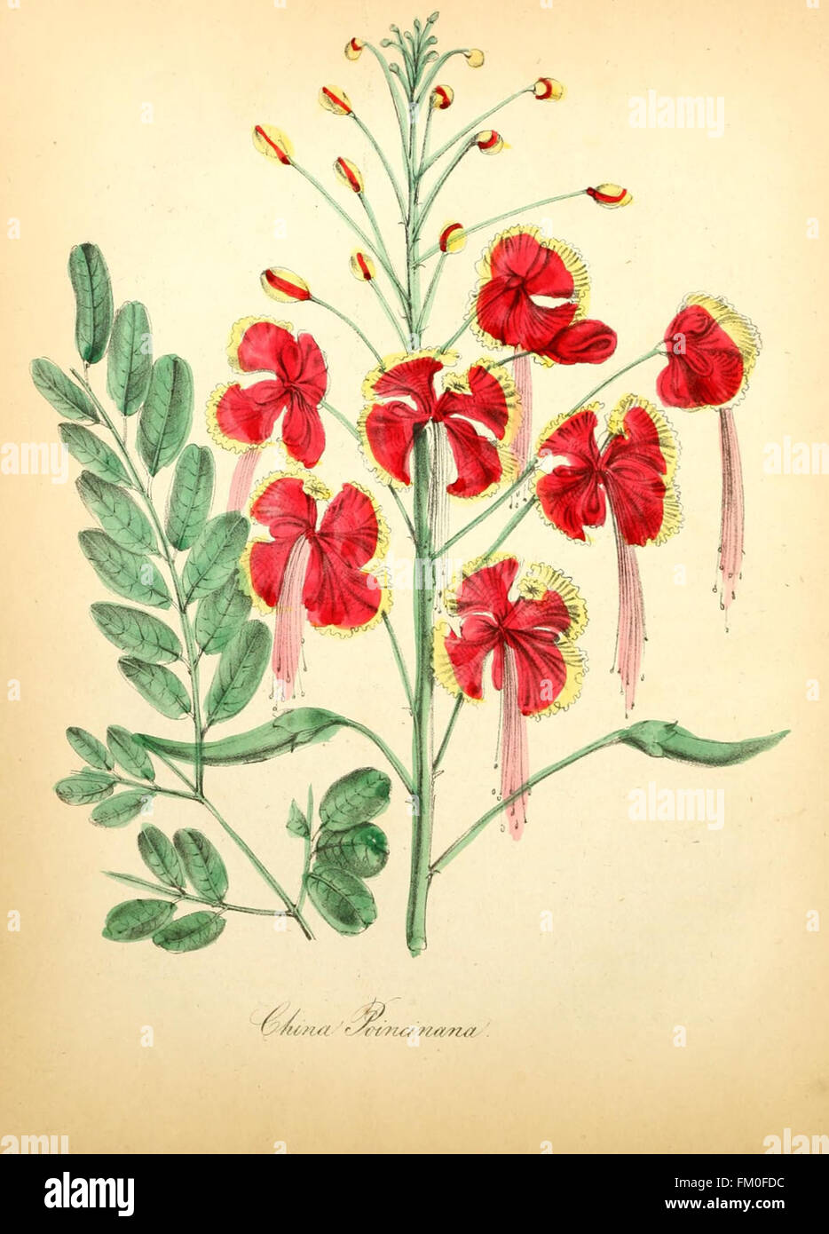 'The American Flora' illustrates various medicinal plants native to ...