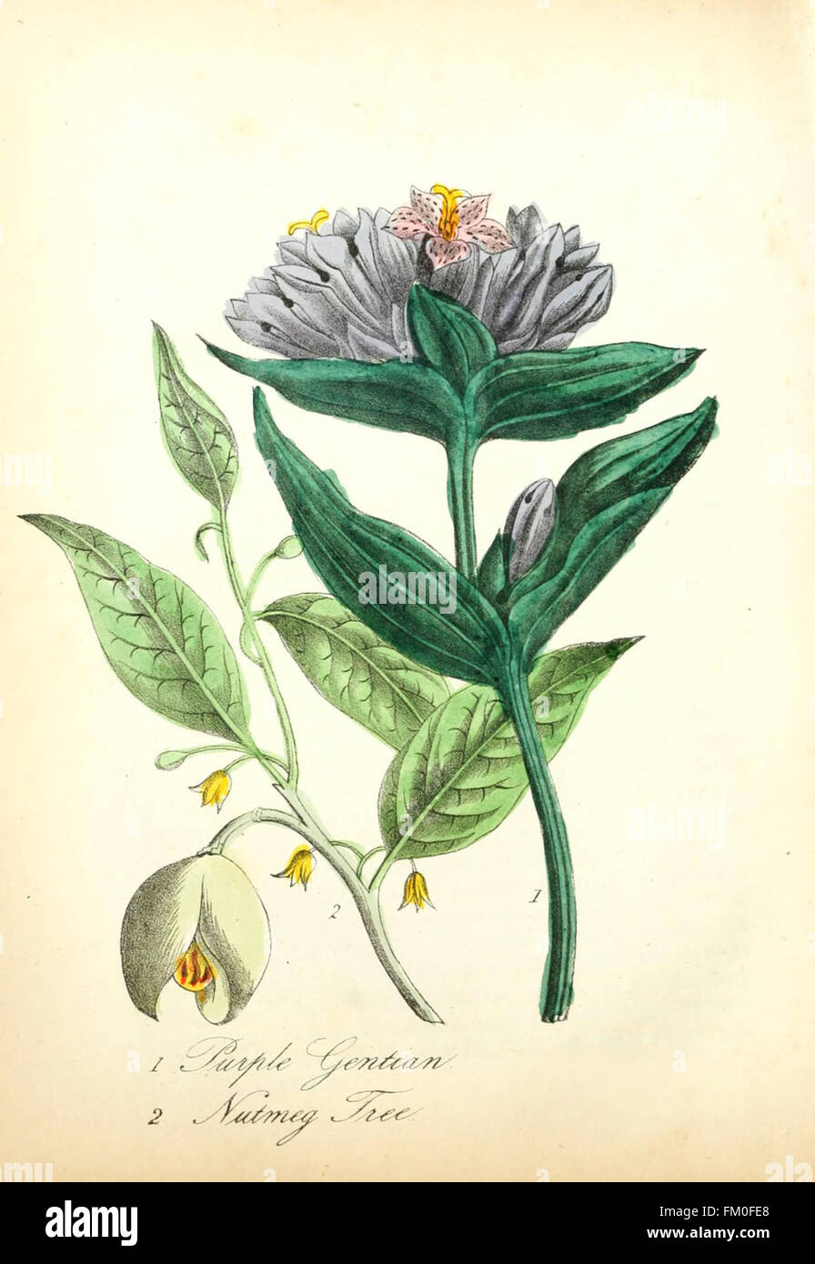 This plate from 'The American flora' features medicinal plants and ...