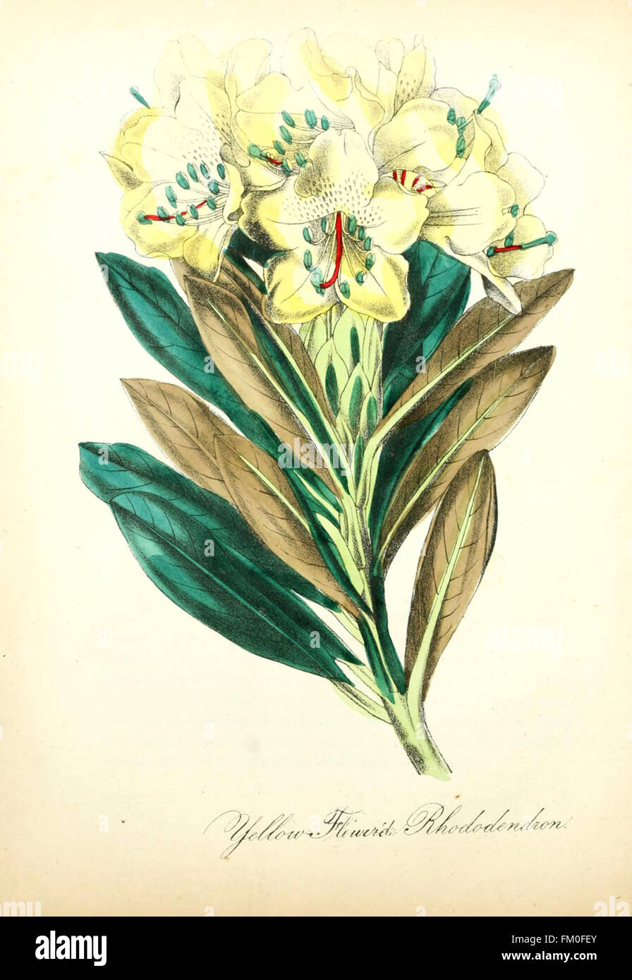 Plate 39 from *The American Flora* features medicinal plants native to ...