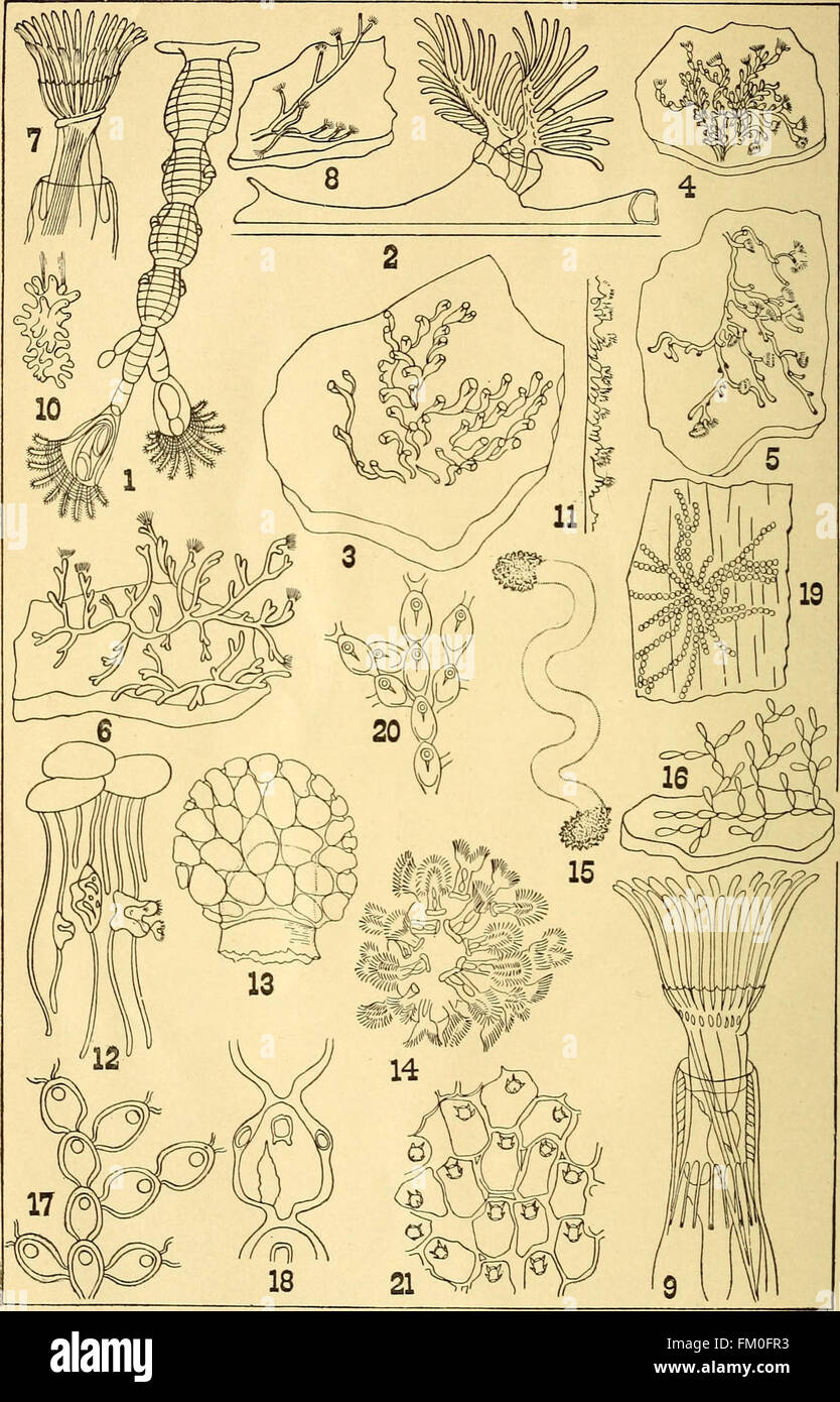 This scientific journal from 1888 focuses on microscopic studies of ...