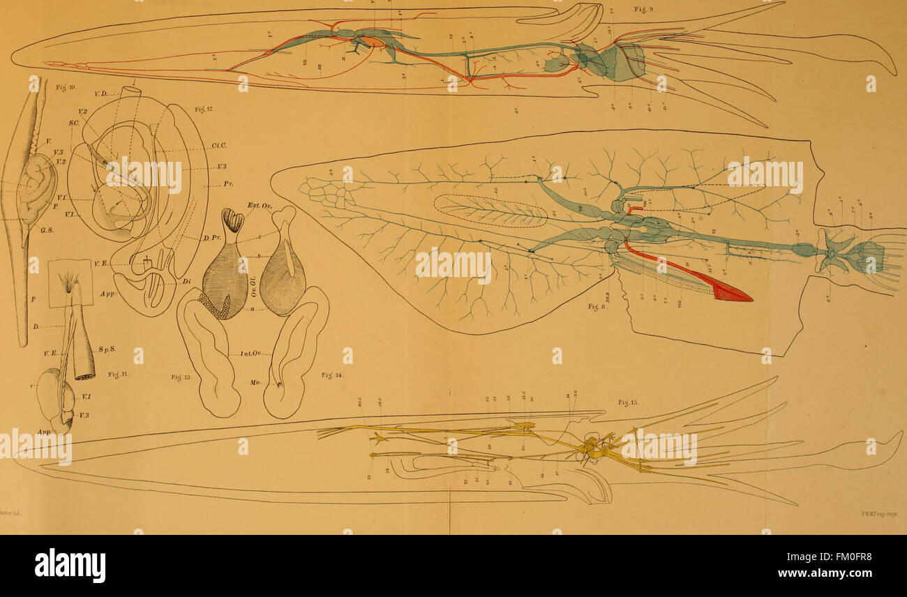 Understanding mollusk anatomy hi-res stock photography and images - Alamy