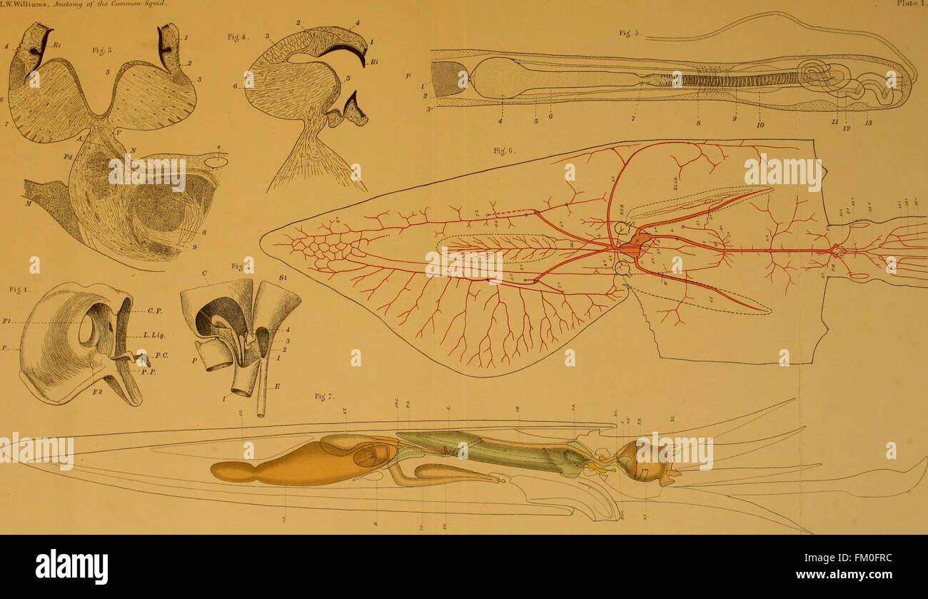 This study examines the anatomy of the common squid, *Loligo pealii ...