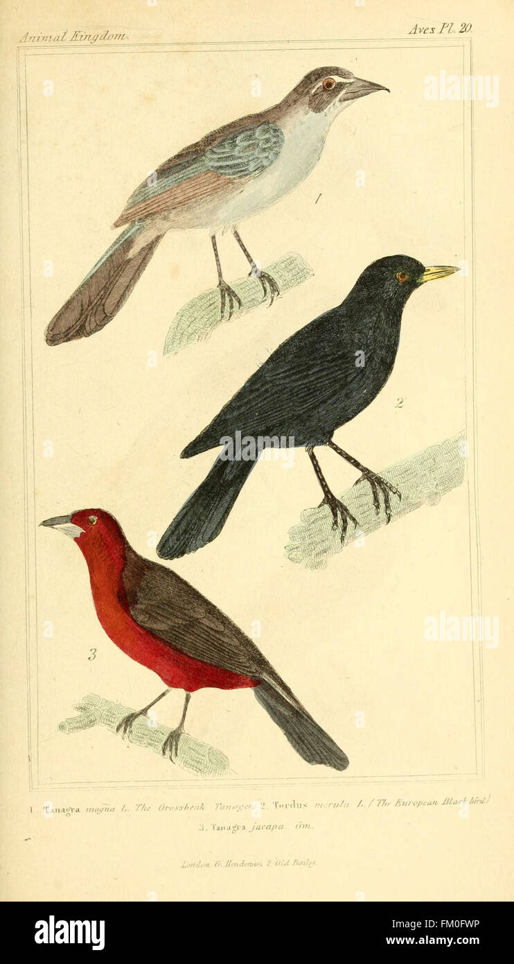 Plate 20 from *The Animal Kingdom* provides a visual representation of ...