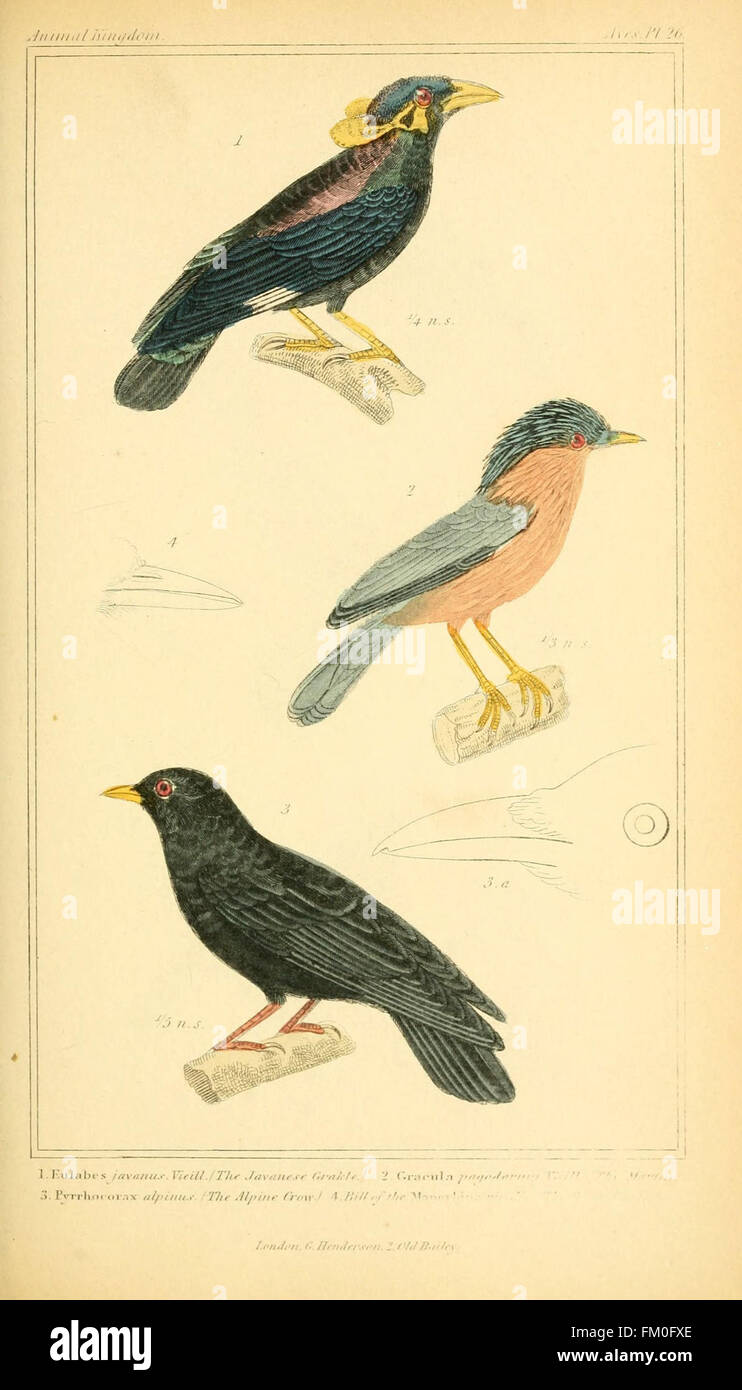 This work, 'The Animal Kingdom', organizes animals by classification ...