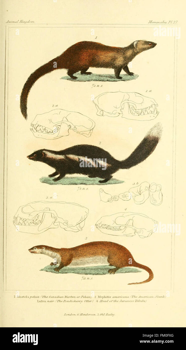 This plate from *The Animal Kingdom* presents a classification system ...